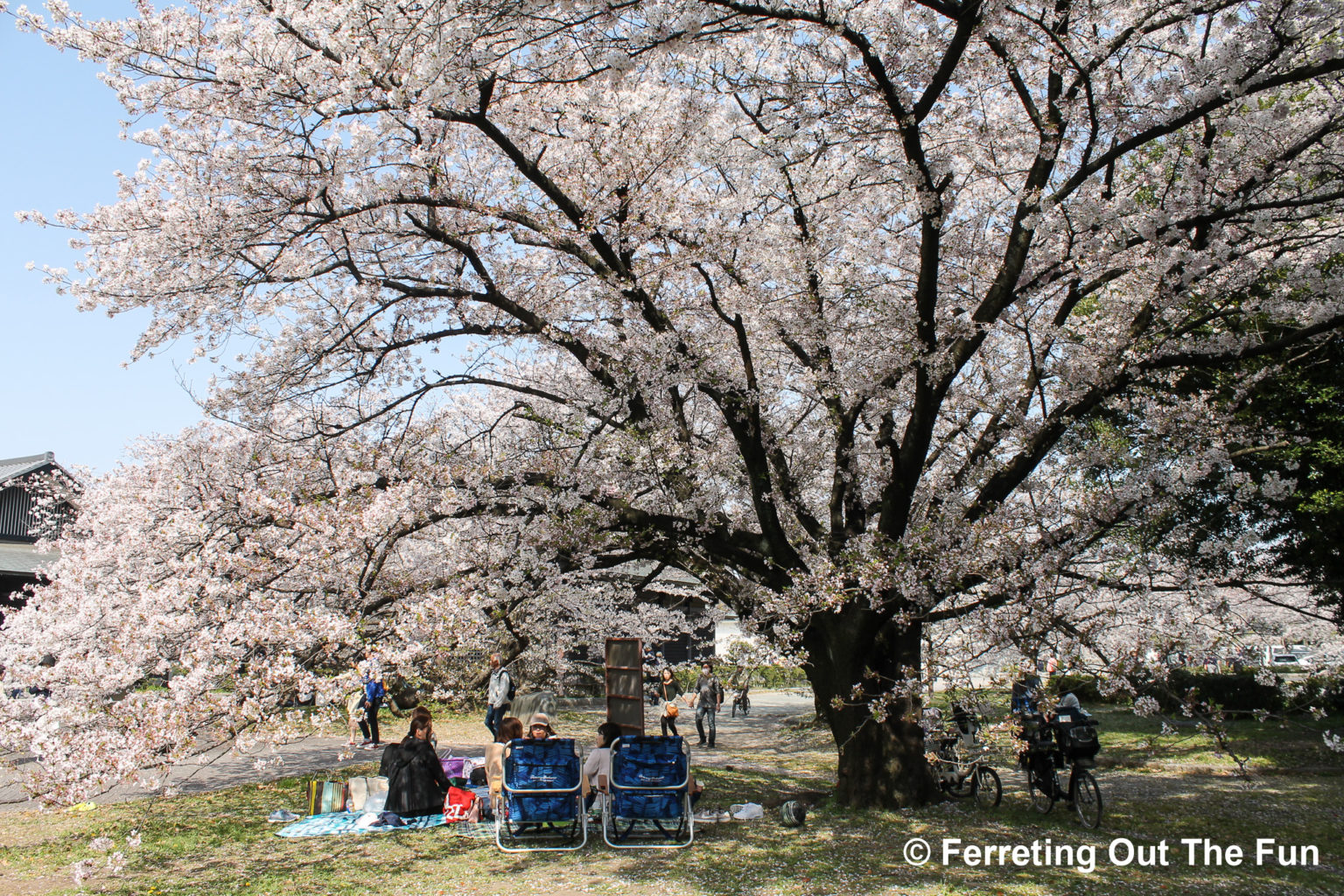 Unique Things to Do in Nagoya, Japan - Ferreting Out the Fun