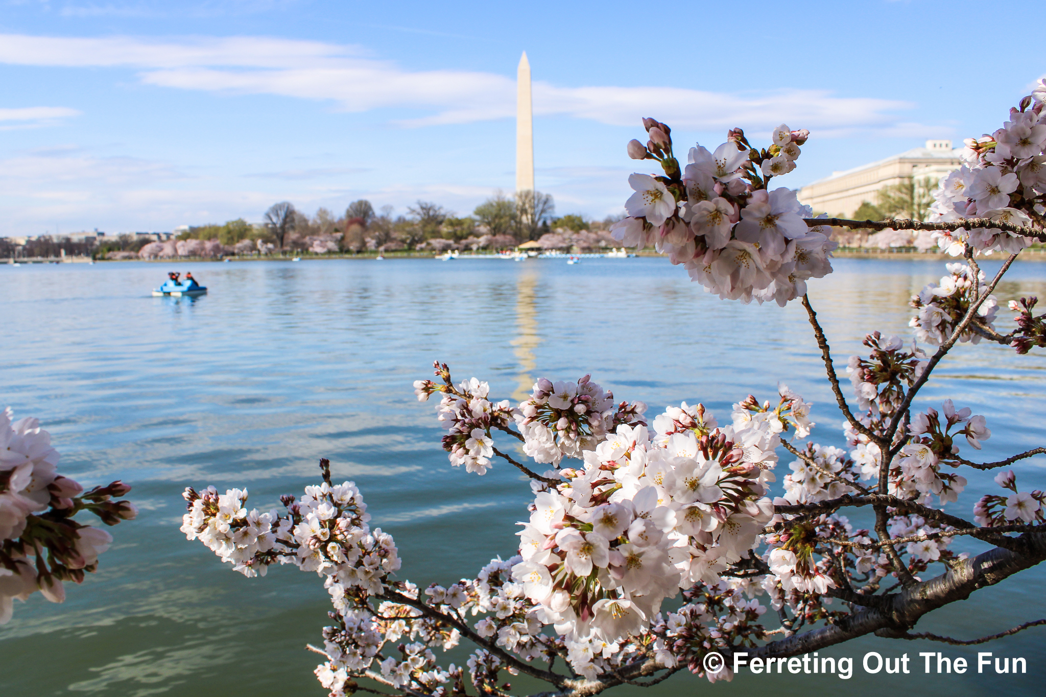 Washington DC Spring Blossoms Guide - Ferreting Out the Fun