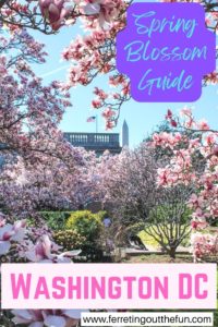 The Ultimate Washington DC Spring Blossoms Guide - Ferreting Out the Fun
