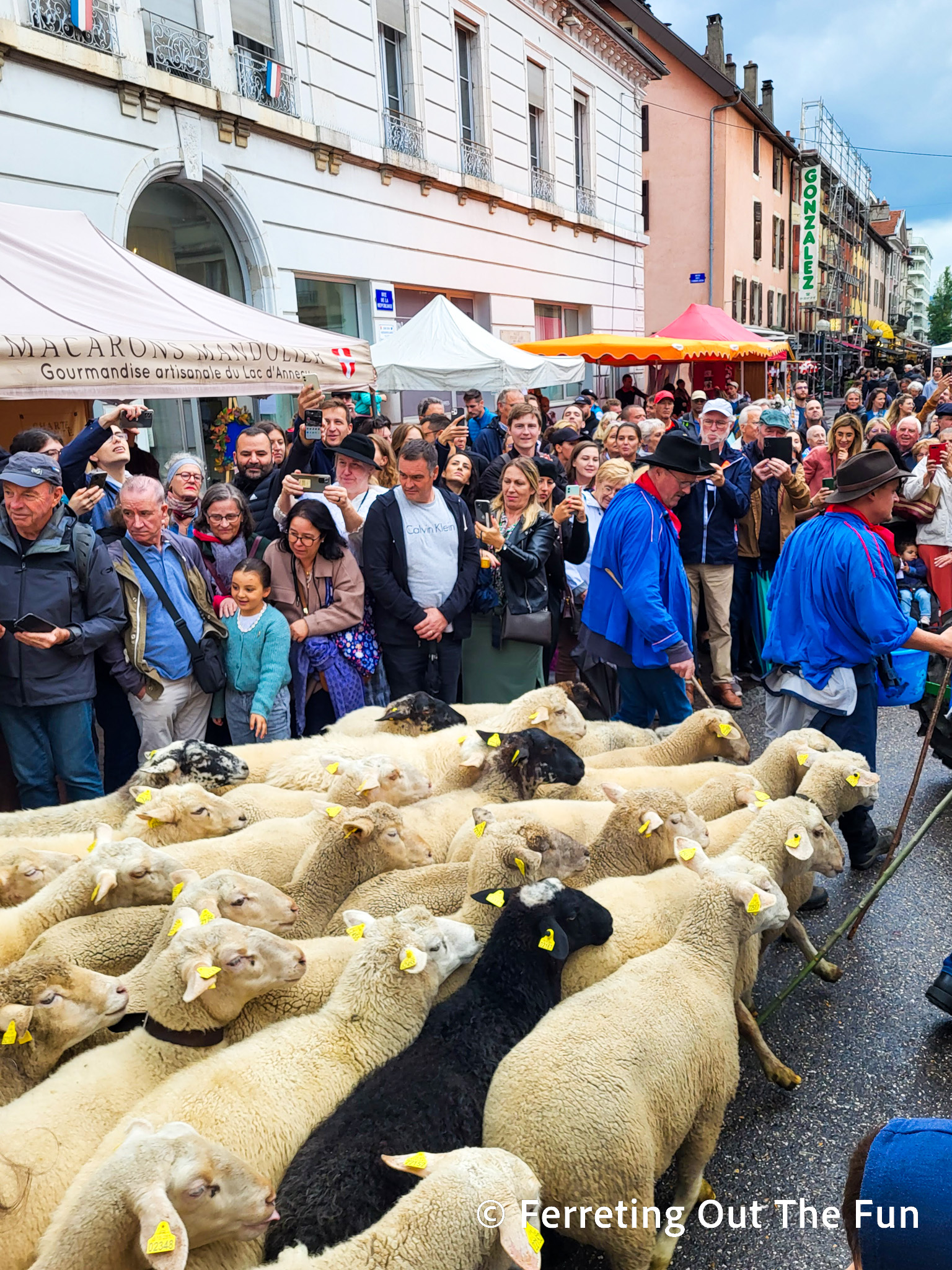 When the Cows Come Home in Annecy, France - Ferreting Out the Fun