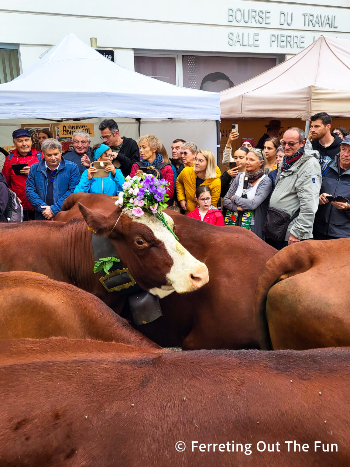 When the Cows Come Home in Annecy, France - Ferreting Out the Fun